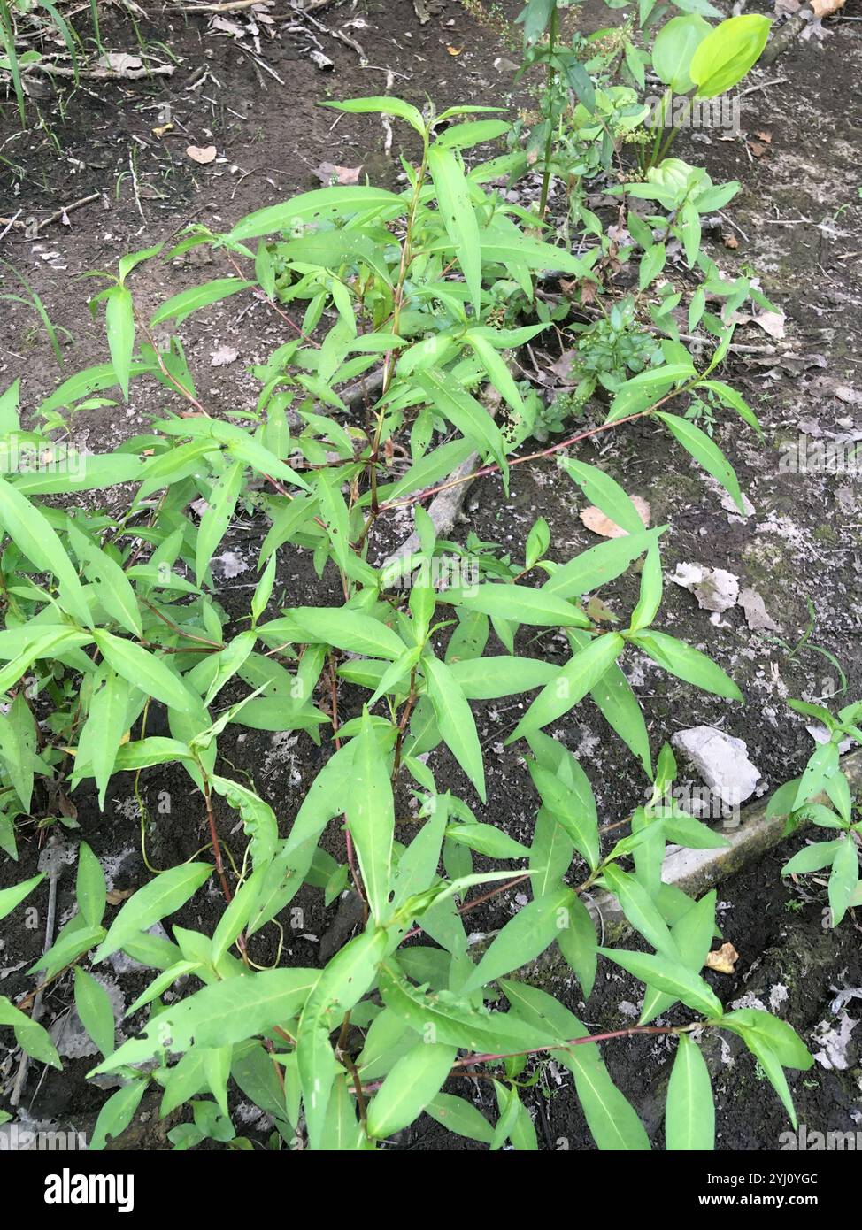 waterpepper (Persicaria hydropiper Stock Photo - Alamy