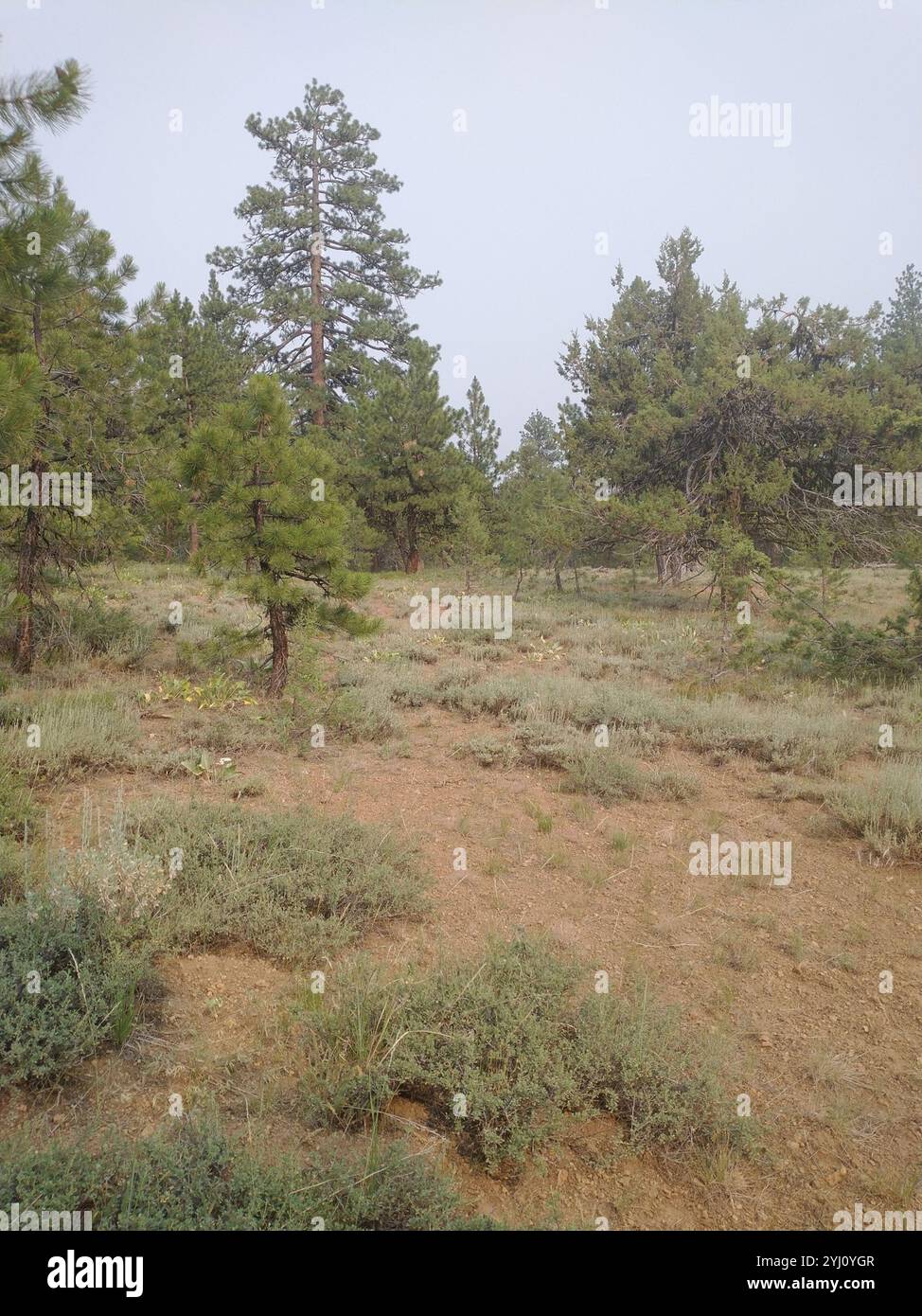 low sagebrush (Artemisia arbuscula Stock Photo - Alamy