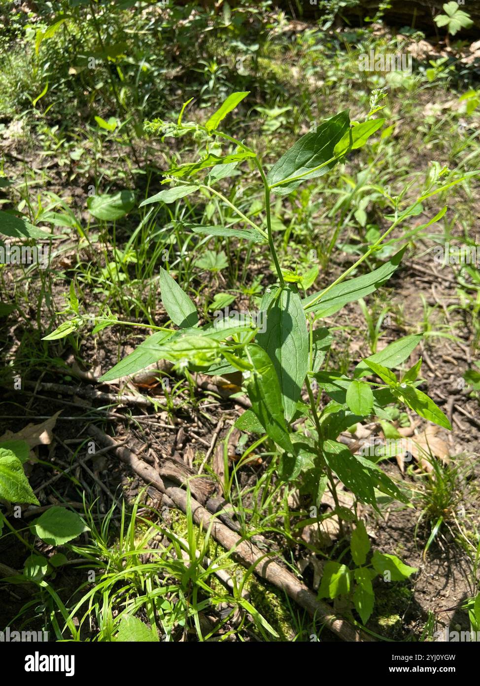 American gromwell hi-res stock photography and images - Alamy