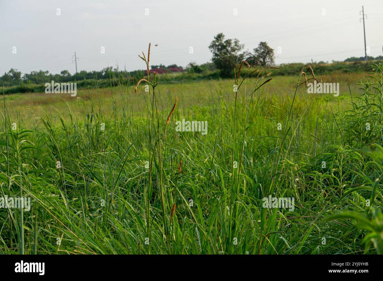 Eastern gamagrass hi-res stock photography and images - Alamy