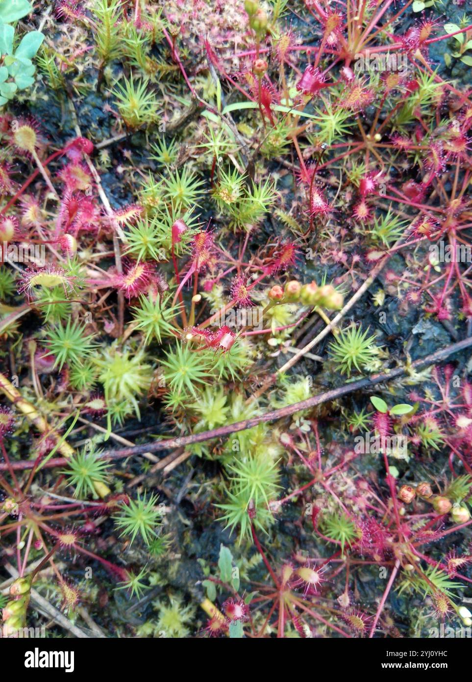 Common Haircap Moss (Polytrichum commune Stock Photo - Alamy