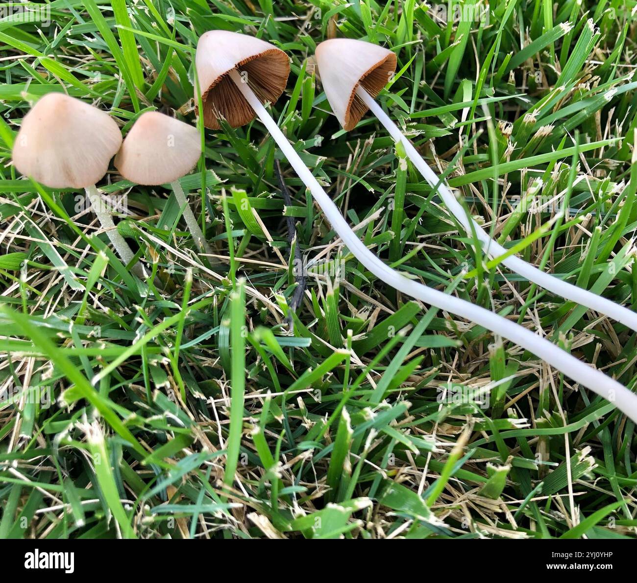 Milky conecap conocybe apala hi-res stock photography and images - Alamy