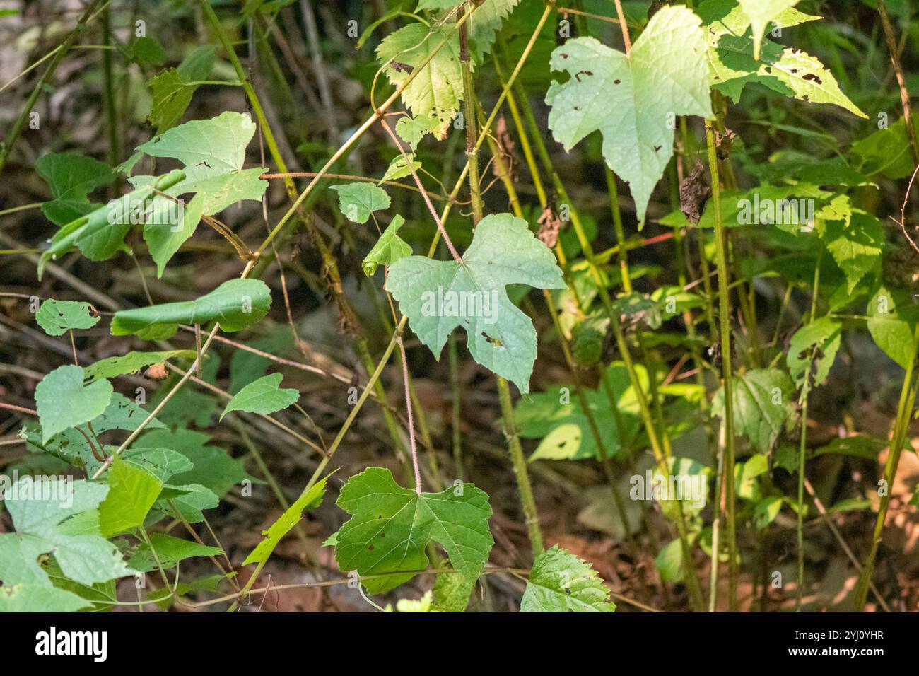 grape family (Vitaceae Stock Photo - Alamy