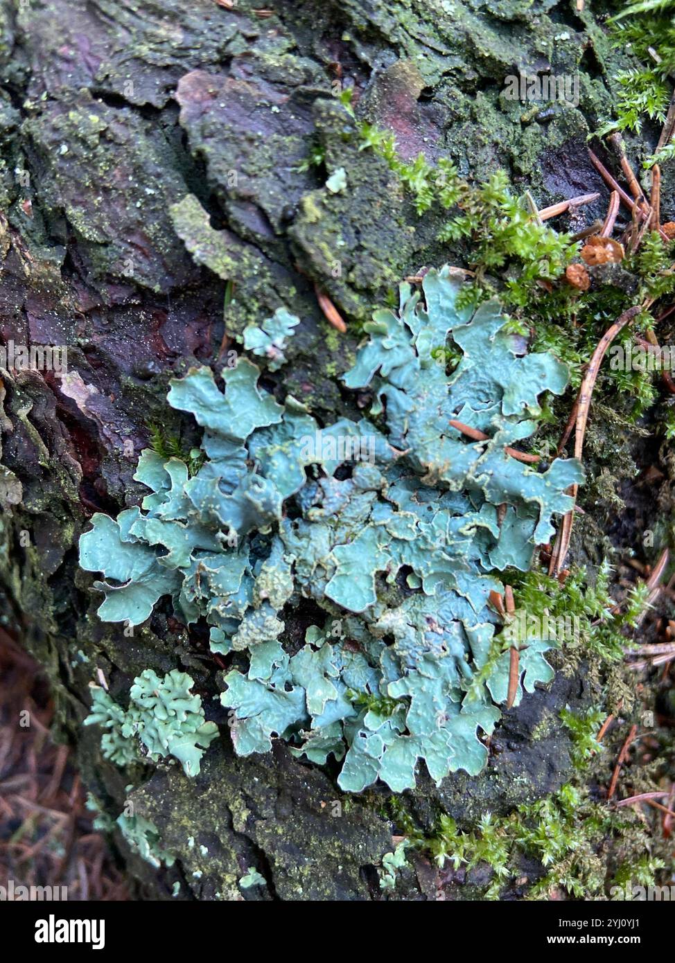 shield lichen (Parmelia sulcata Stock Photo - Alamy