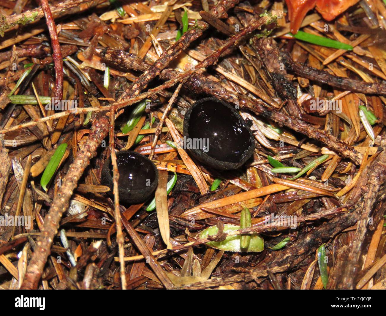 Plectania hi-res stock photography and images - Alamy