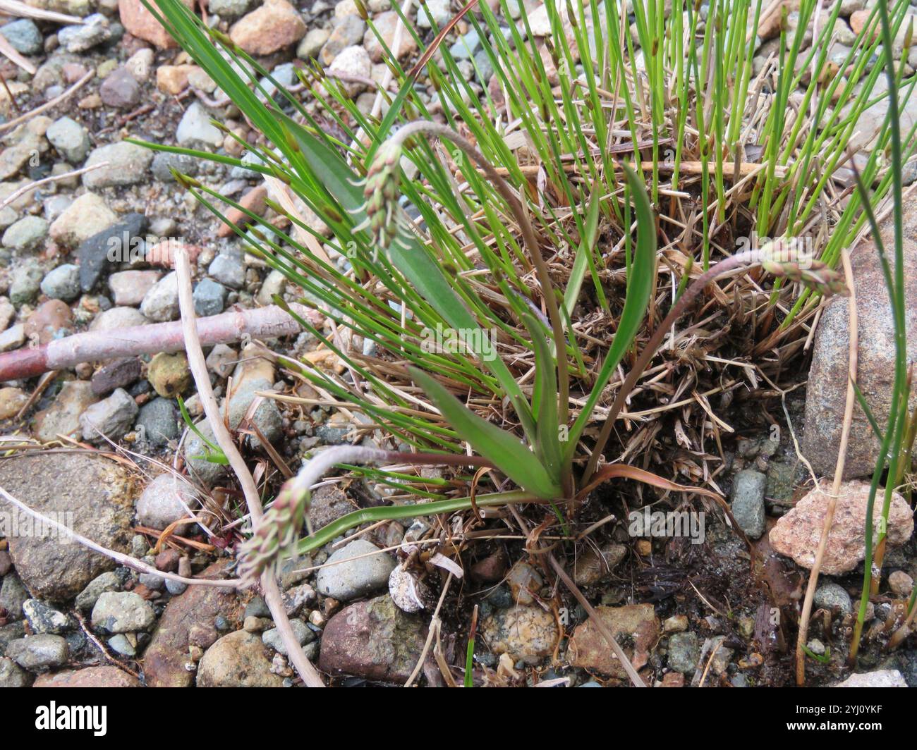 Alaska Plantain (Plantago macrocarpa Stock Photo - Alamy