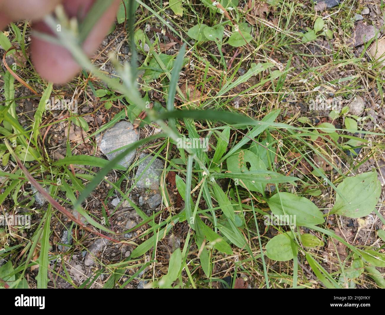 Woodland cudweed hi-res stock photography and images - Alamy