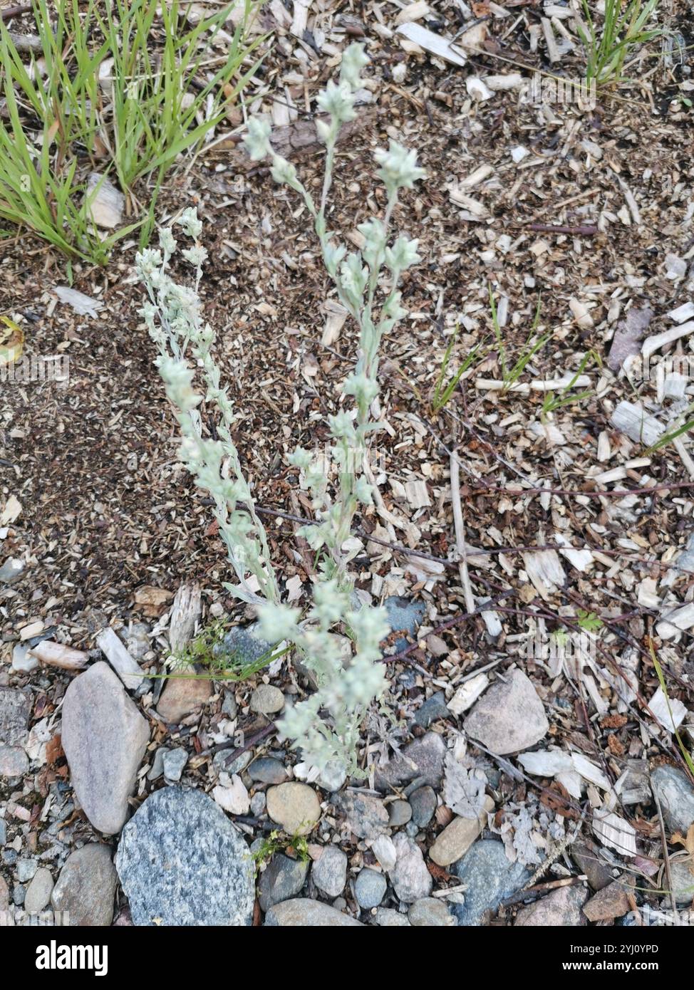 field fluffweed (Filago arvensis Stock Photo - Alamy