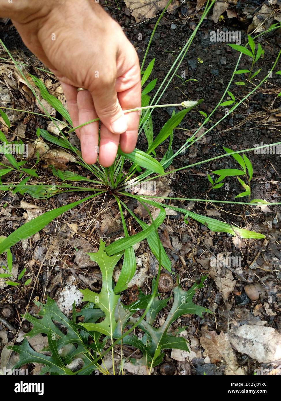 ribwort plantain (Plantago lanceolata Stock Photo - Alamy