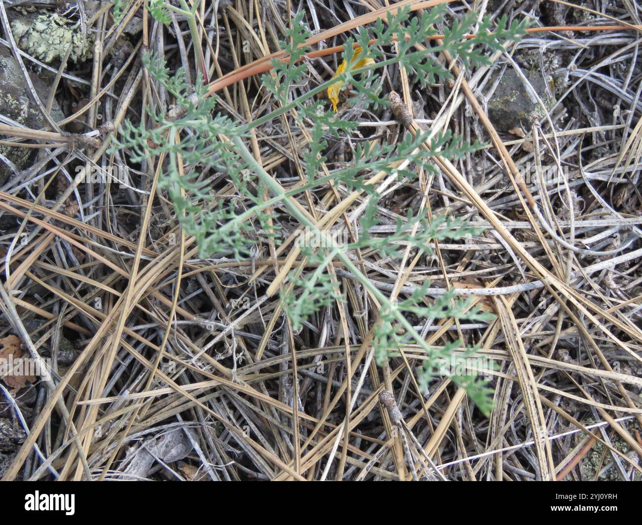 Bigseed hi-res stock photography and images - Alamy