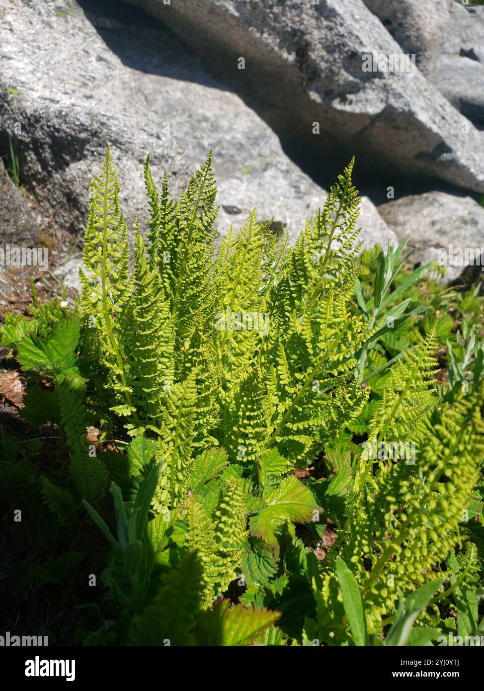 American Alpine Lady Fern (Athyrium americanum Stock Photo - Alamy