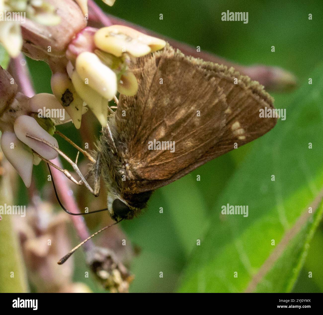 Vernia verna hi-res stock photography and images - Alamy