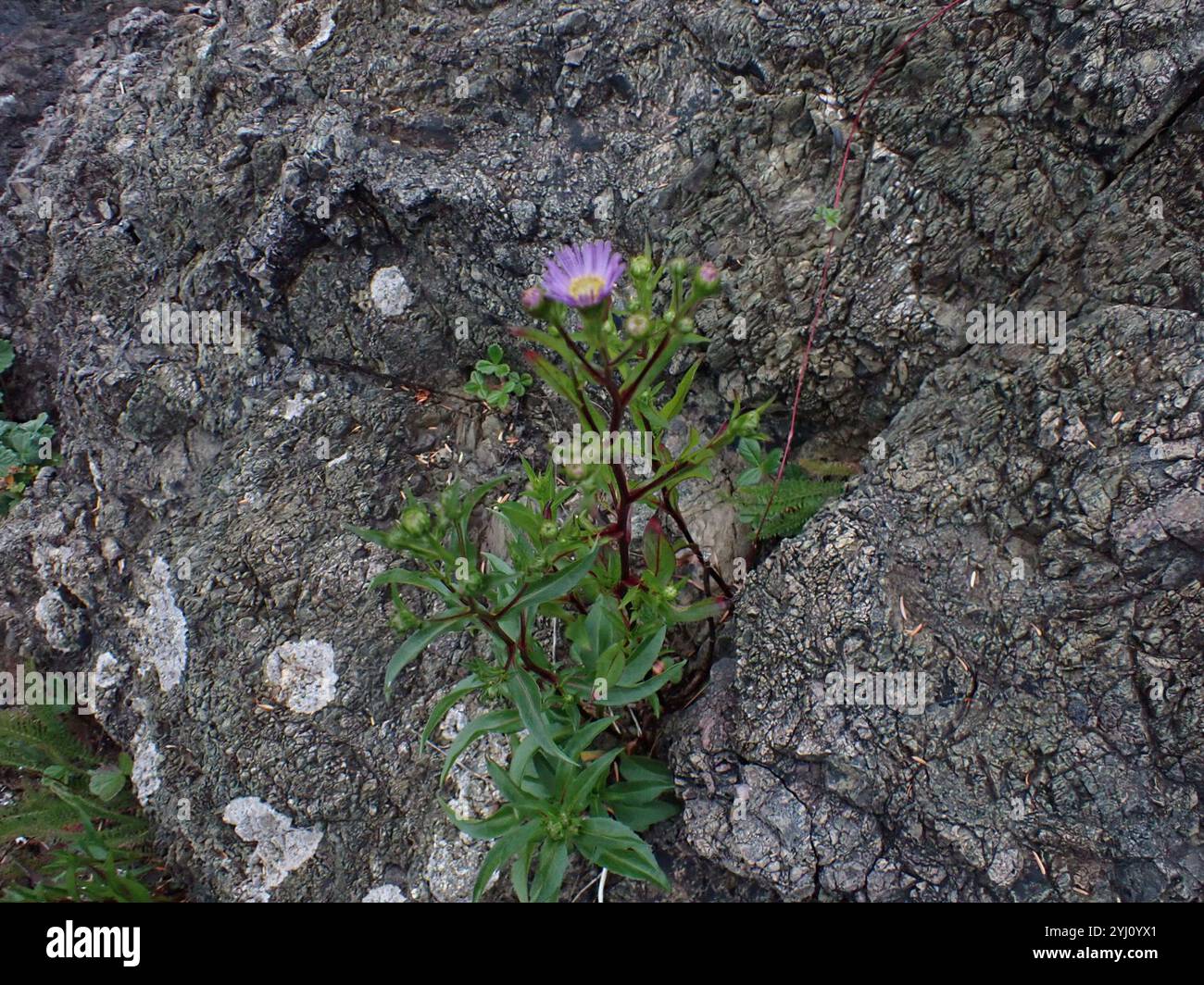 American asters (Symphyotrichum Stock Photo - Alamy