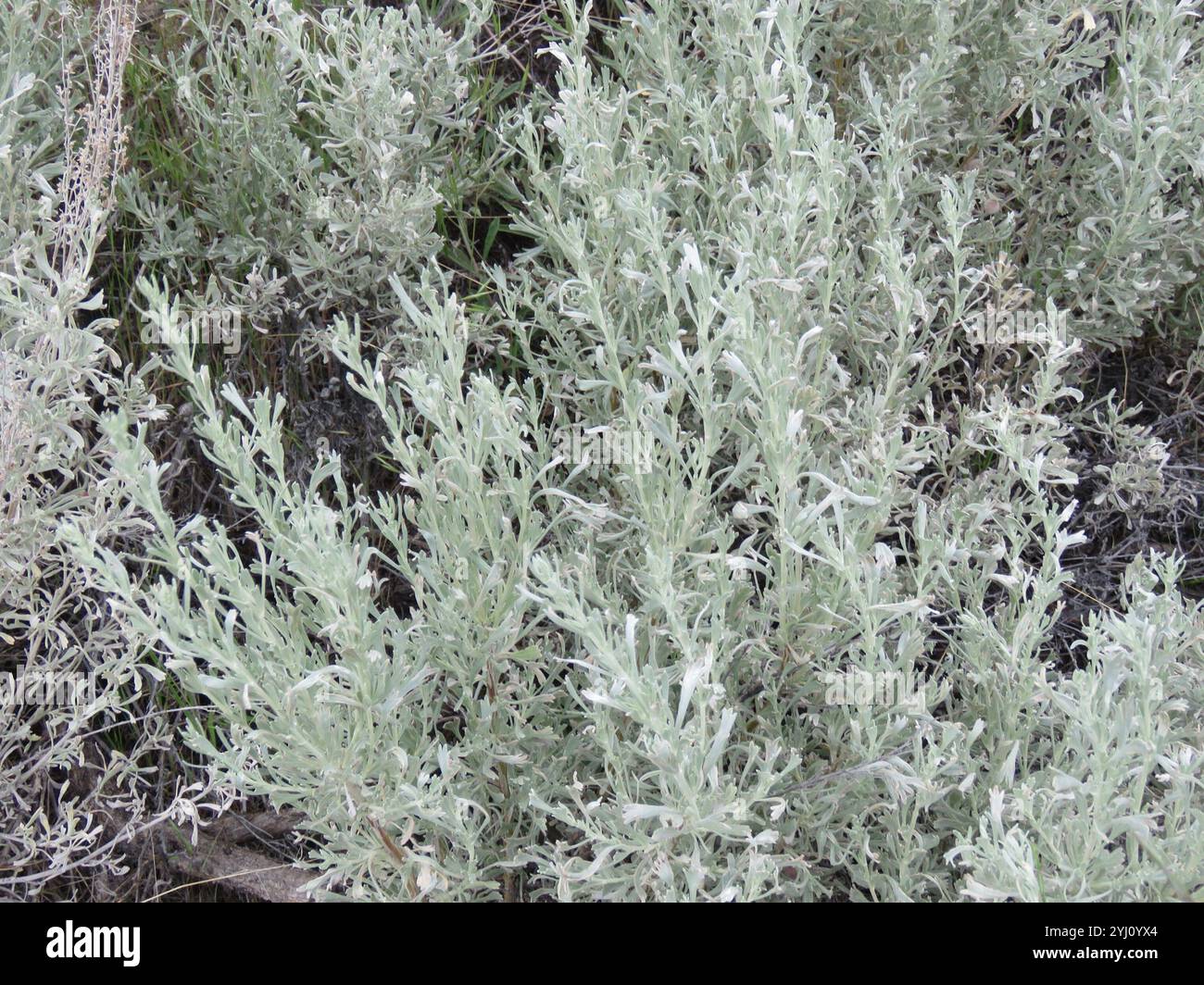 Big Sagebrush (Artemisia tridentata Stock Photo - Alamy