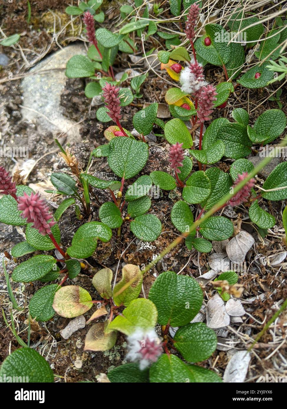 Net-leaved Willow (Salix reticulata Stock Photo - Alamy