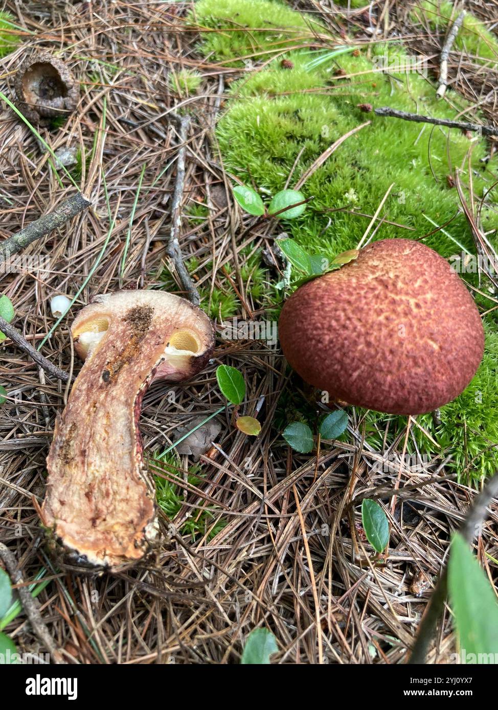 Painted Suillus (Suillus spraguei Stock Photo - Alamy