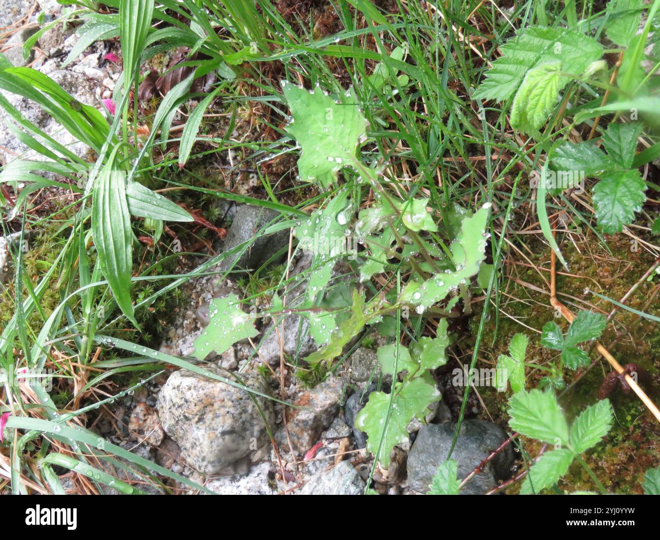 Wall Lettuce (Mycelis muralis Stock Photo - Alamy