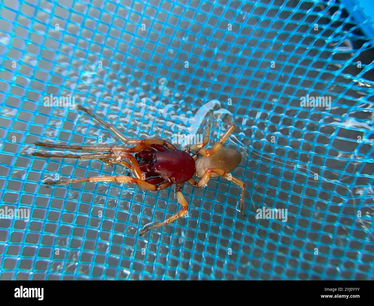 Woodlouse Spider (Dysdera crocata Stock Photo - Alamy