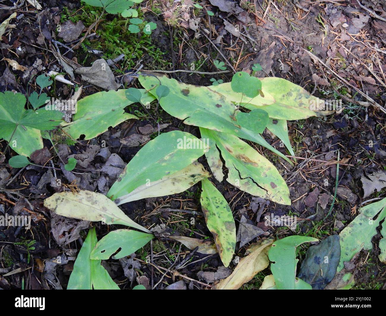 American columbo (Frasera caroliniensis Stock Photo - Alamy