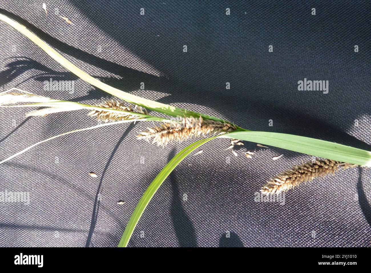 slender tufted-sedge (Carex acuta Stock Photo - Alamy