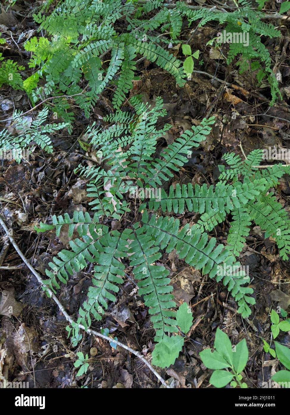 northern maidenhair fern (Adiantum pedatum Stock Photo - Alamy