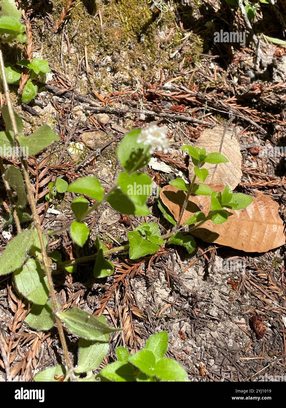modesty (Whipplea modesta Stock Photo - Alamy