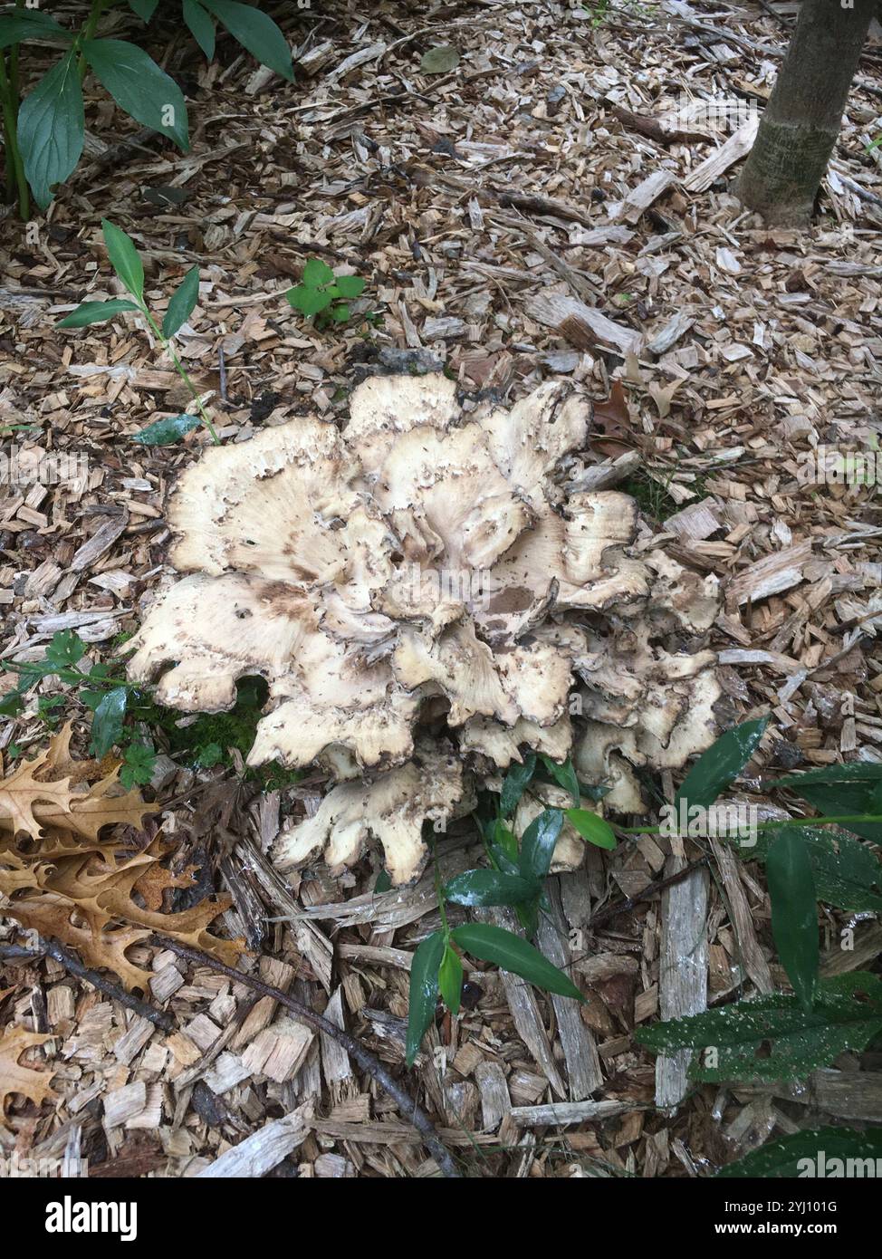 Black-staining Polypore (Meripilus sumstinei Stock Photo - Alamy