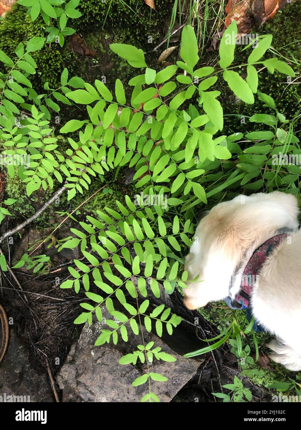 American Royal Fern (Osmunda spectabilis Stock Photo - Alamy