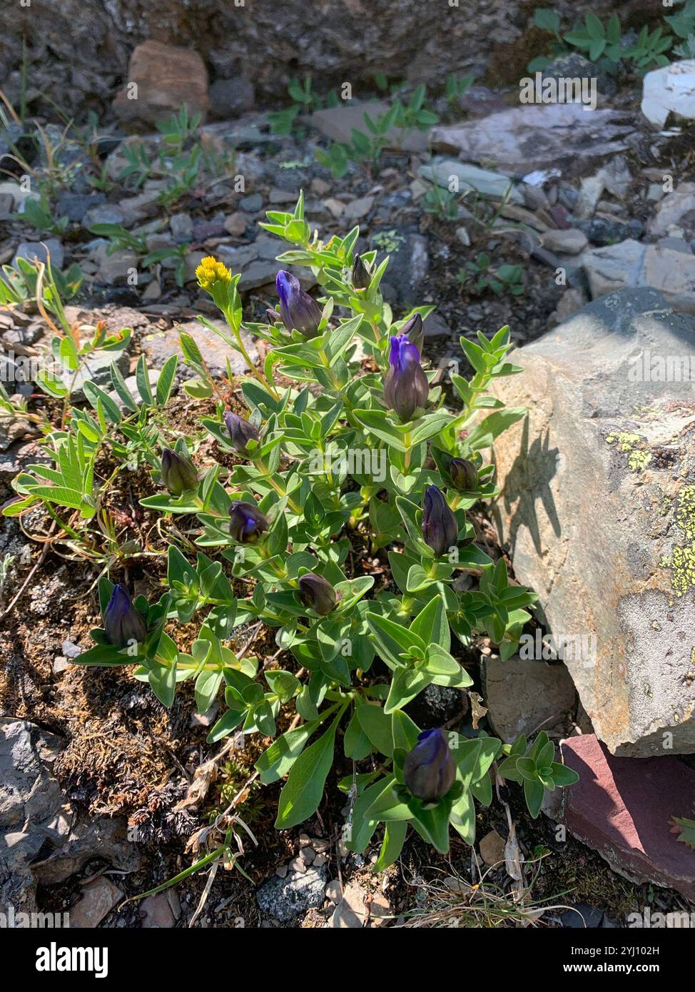 Mountain Bog Gentian (Gentiana calycosa Stock Photo - Alamy
