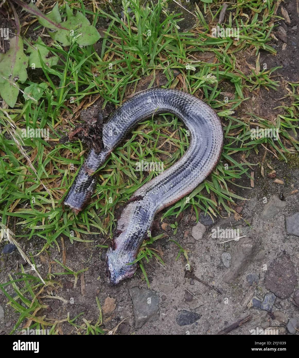 Common Slowworm (Anguis fragilis Stock Photo - Alamy
