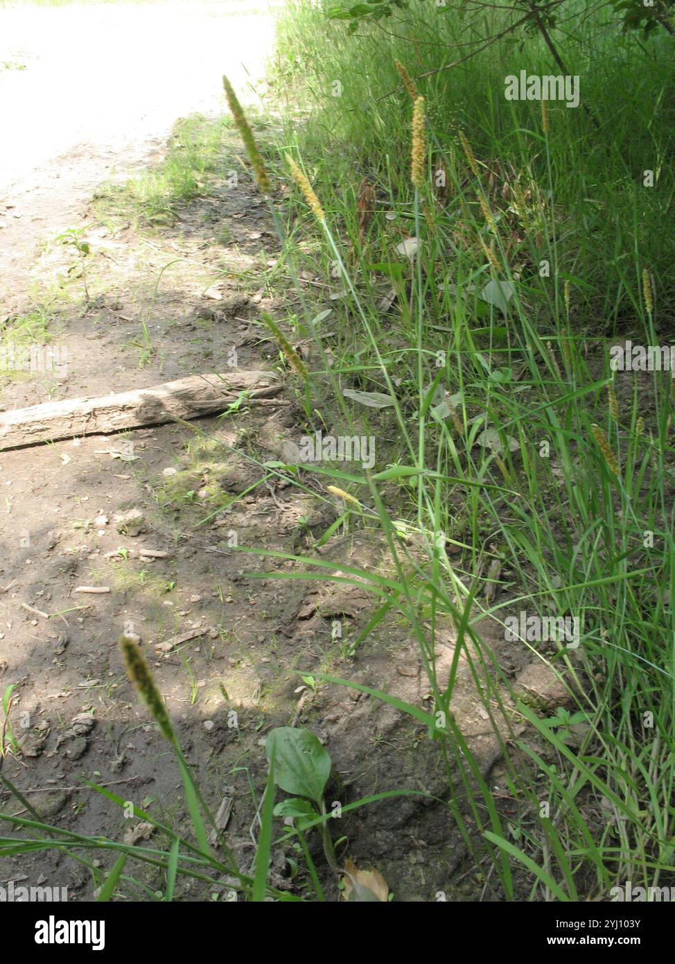 short-awn foxtail (Alopecurus aequalis Stock Photo - Alamy