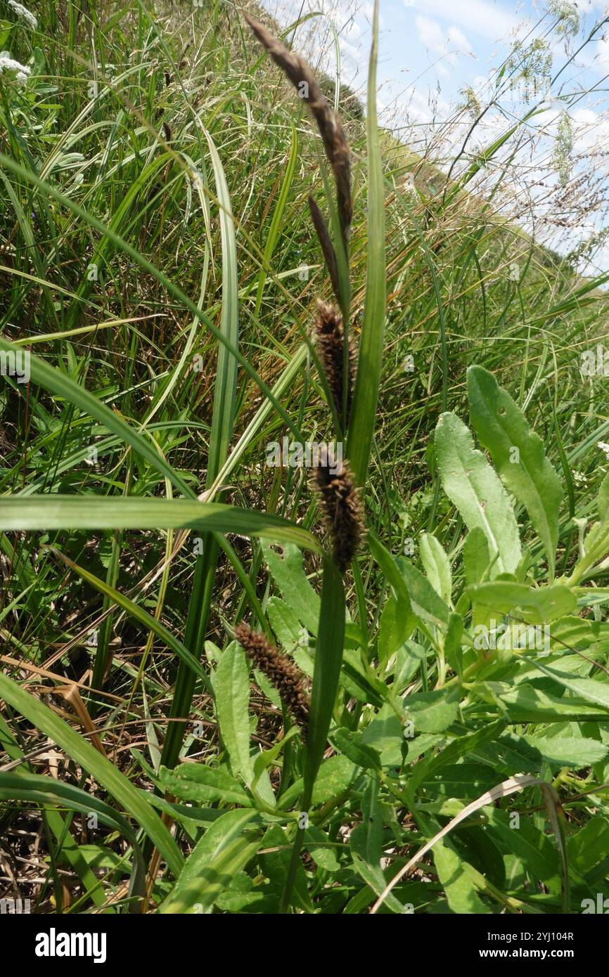 slender tufted-sedge (Carex acuta Stock Photo - Alamy