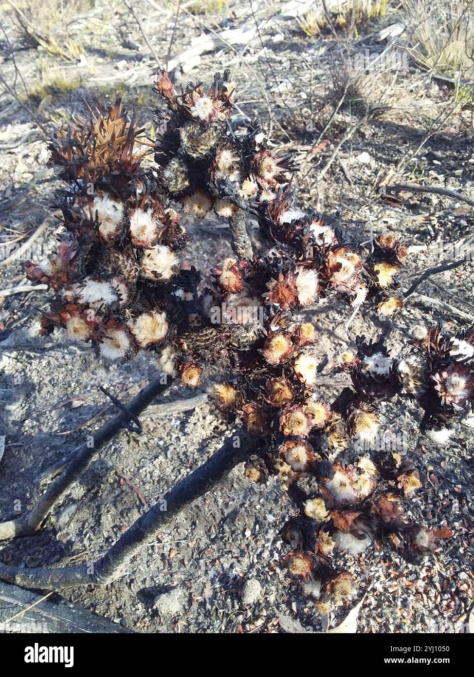 Horny Cone-bush (Isopogon ceratophyllus Stock Photo - Alamy