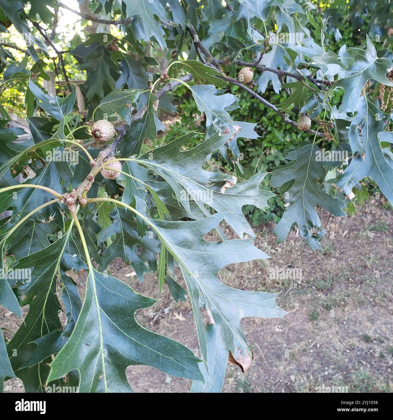 California black oak (Quercus kelloggii Stock Photo - Alamy