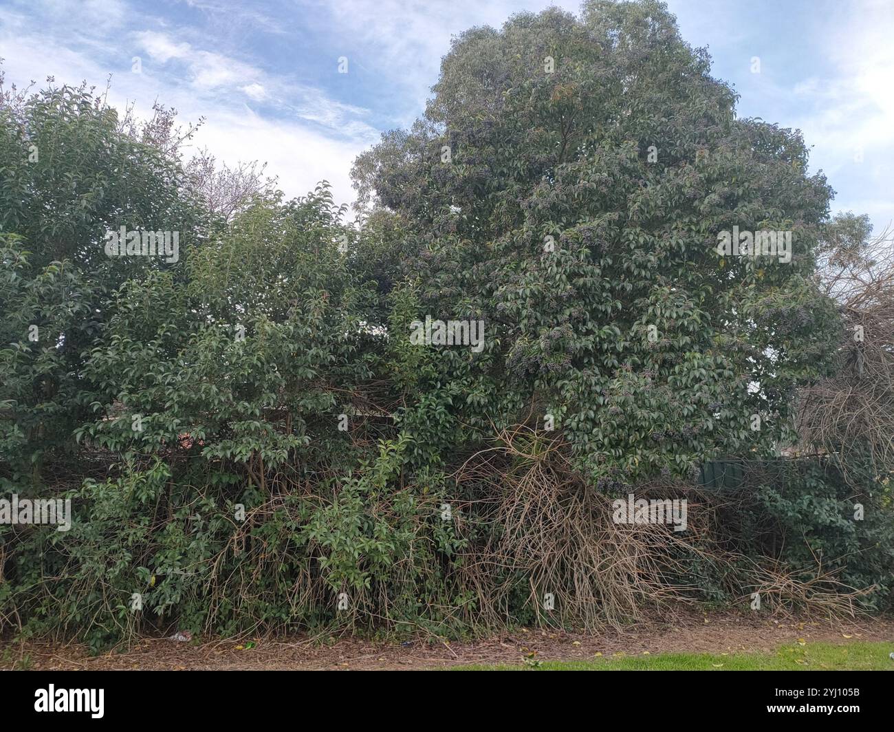 tree privet (Ligustrum lucidum Stock Photo - Alamy