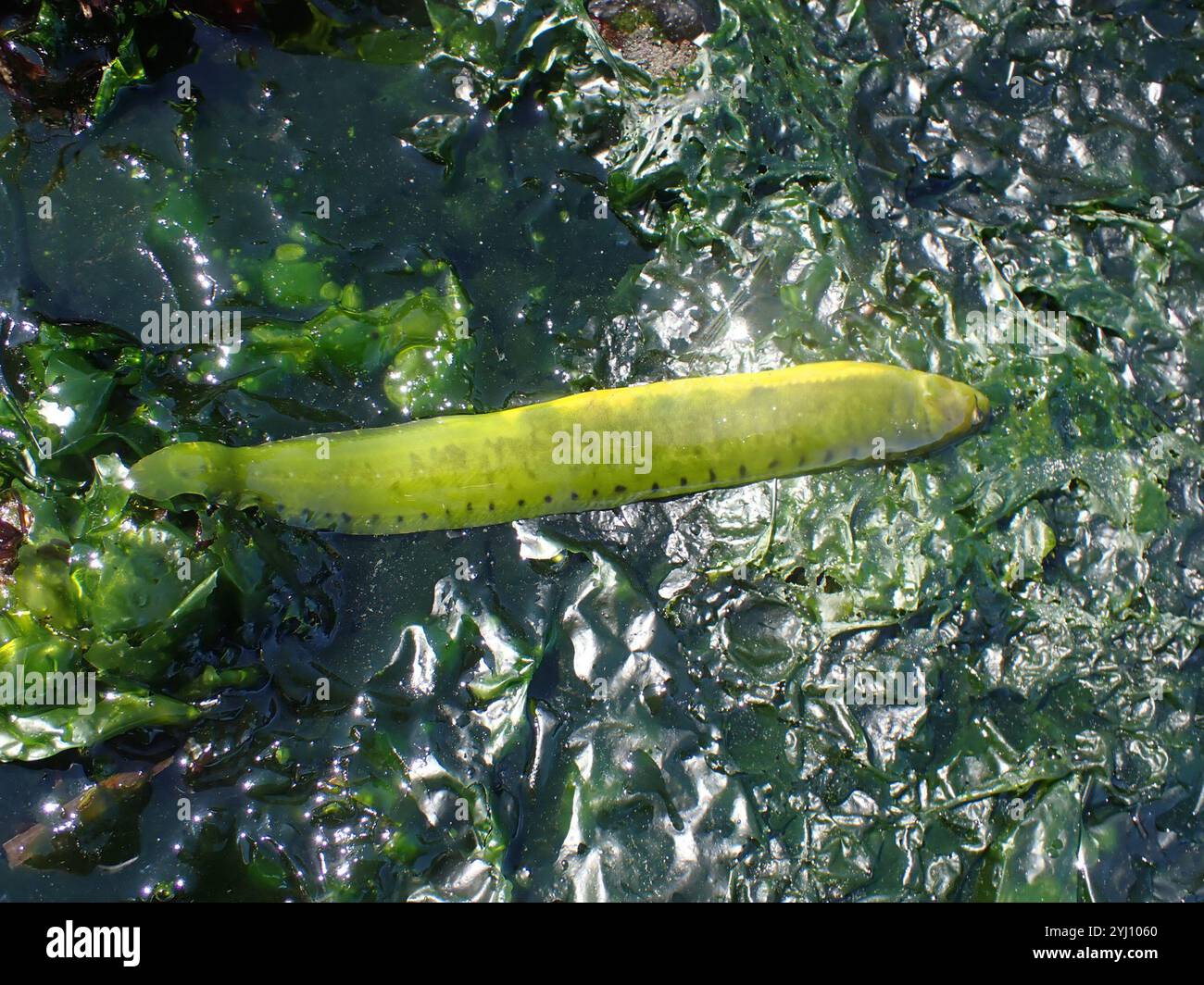 Penpoint Gunnel (Apodichthys flavidus Stock Photo - Alamy