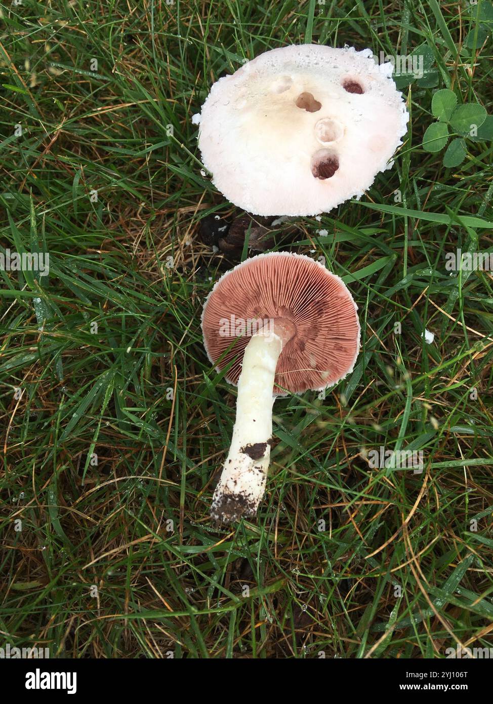 Andrewii hi-res stock photography and images - Alamy