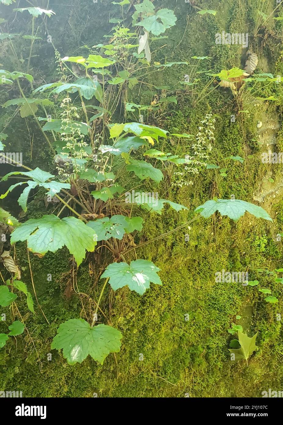 hairy alumroot (Heuchera villosa Stock Photo - Alamy