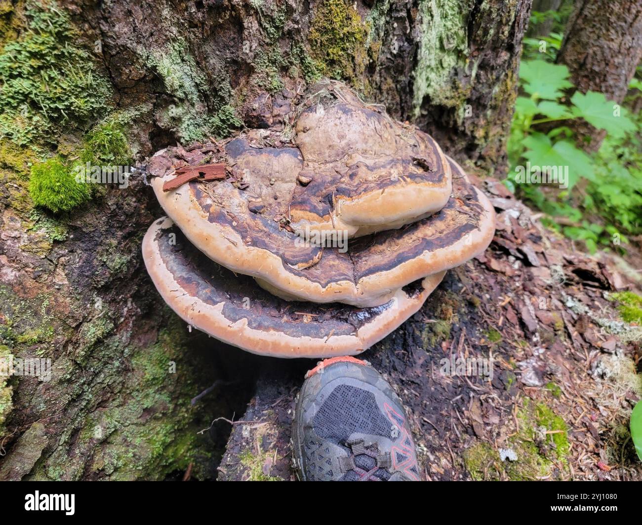 Red-banded Conks (Fomitopsis pinicola Stock Photo - Alamy