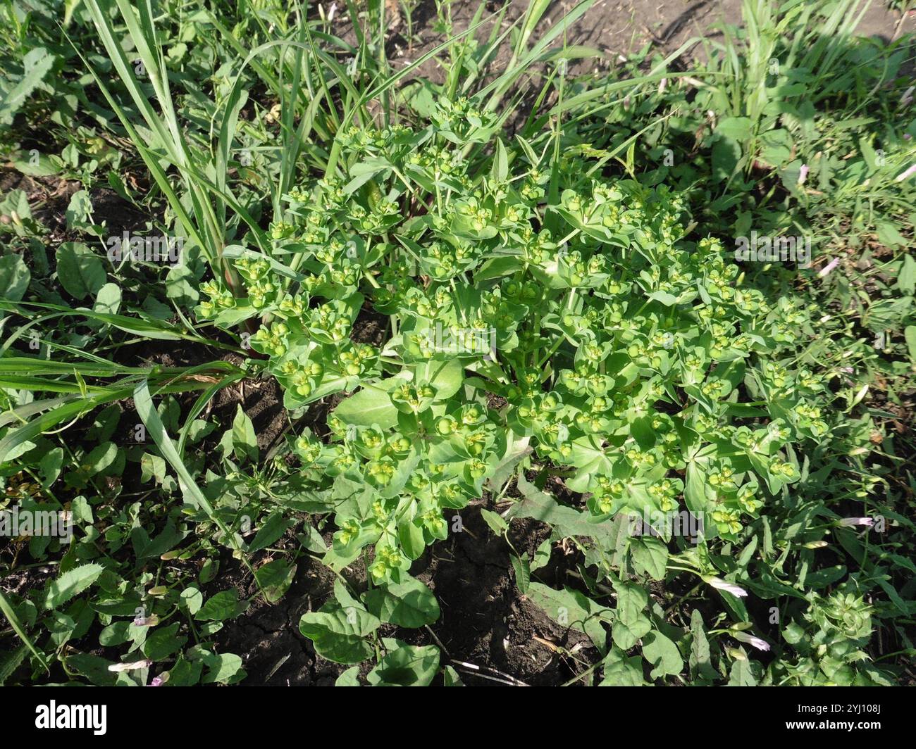 Sun spurge (Euphorbia helioscopia Stock Photo - Alamy