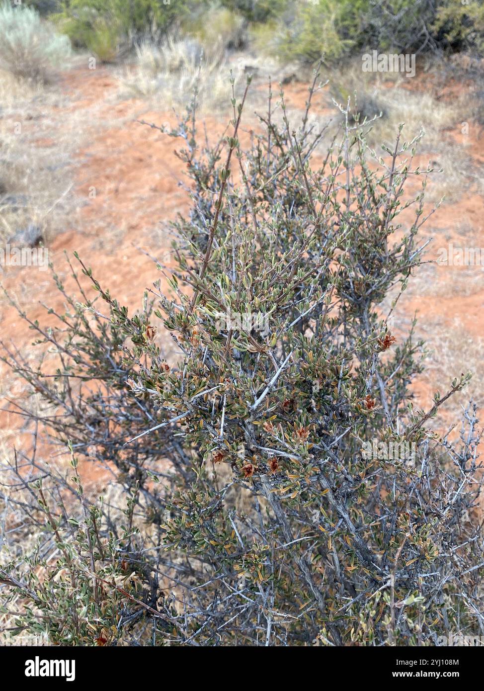 Blackbrush (Coleogyne ramosissima Stock Photo - Alamy