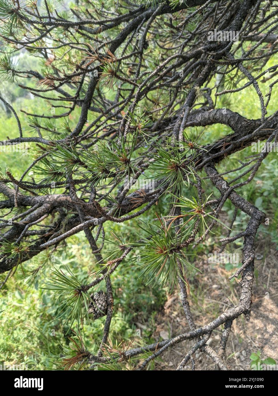 Interior Lodgepole Pine (Pinus contorta latifolia Stock Photo - Alamy