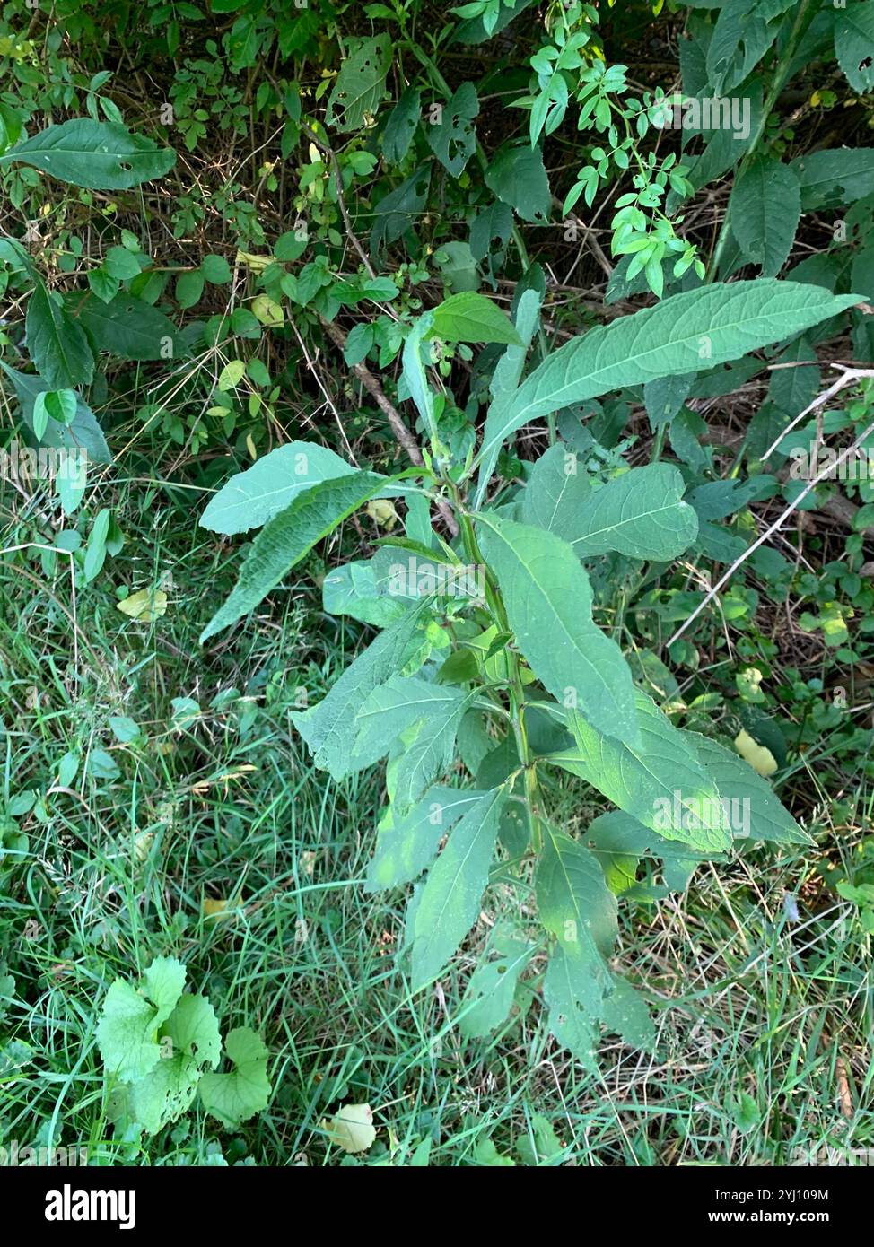 Wingstem (Verbesina alternifolia Stock Photo - Alamy