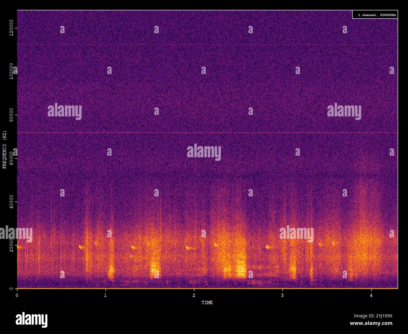 Common Noctule (Nyctalus noctula Stock Photo - Alamy