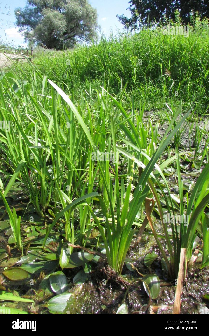 Sparganium emersum hi-res stock photography and images - Alamy