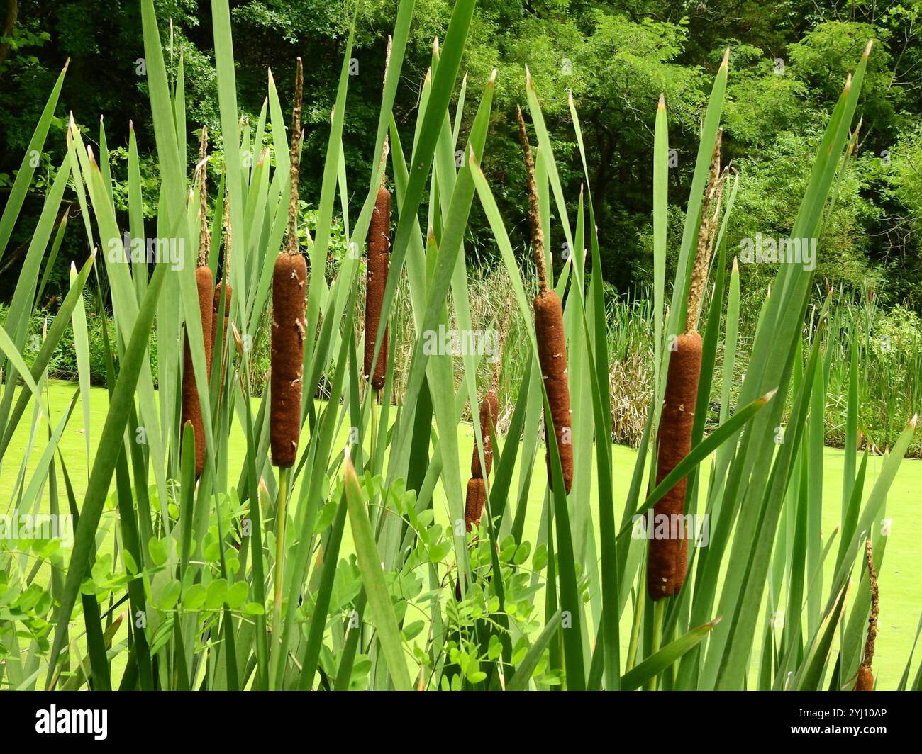 broadleaf cattail (Typha latifolia Stock Photo - Alamy