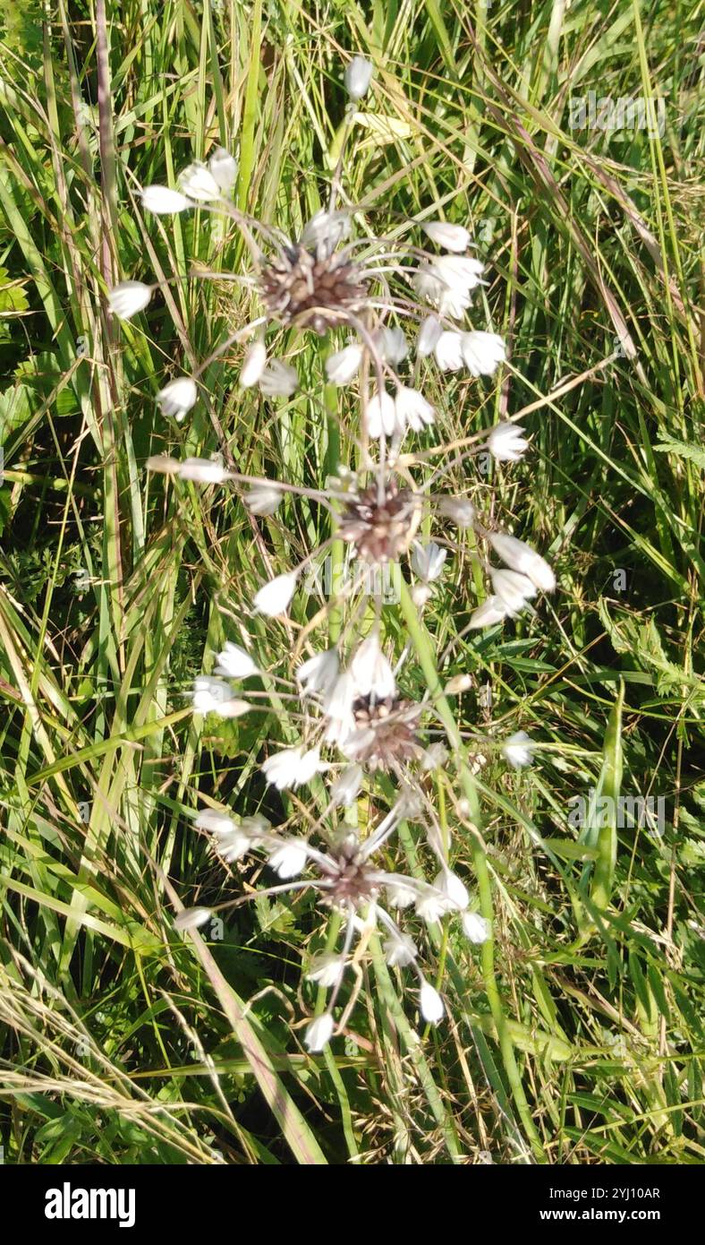 field garlic (Allium oleraceum Stock Photo - Alamy