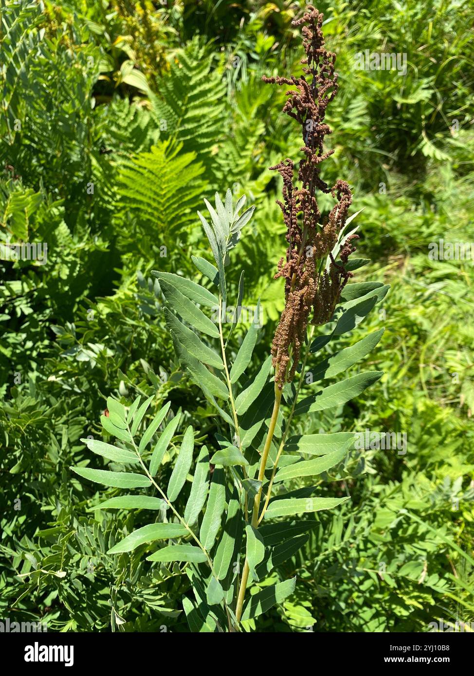 American royal fern hi-res stock photography and images - Alamy