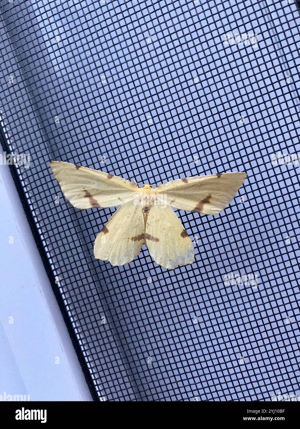 Crocus Geometer Moths (Xanthotype Stock Photo - Alamy