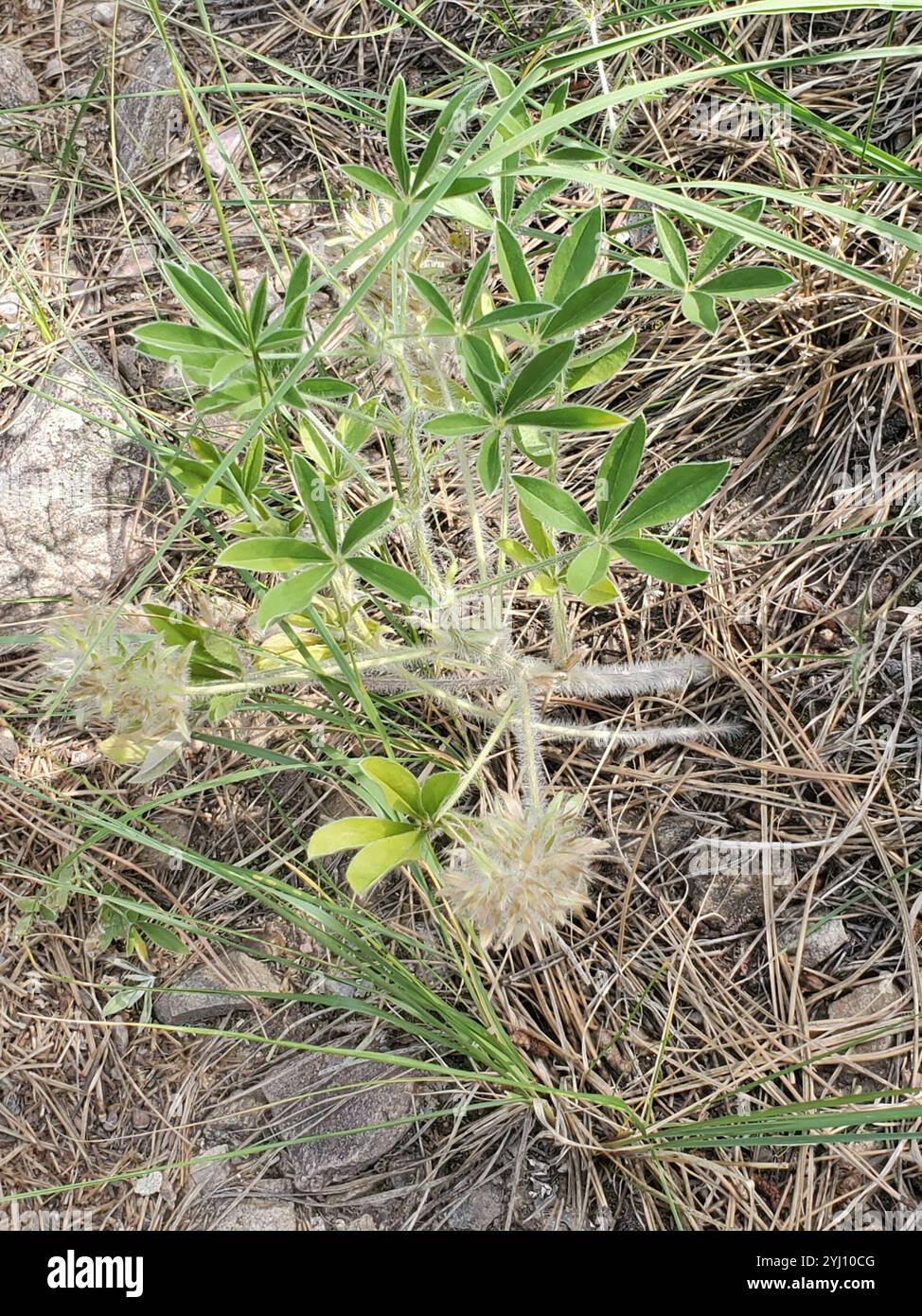 breadroot scurf pea (Pediomelum esculentum Stock Photo - Alamy